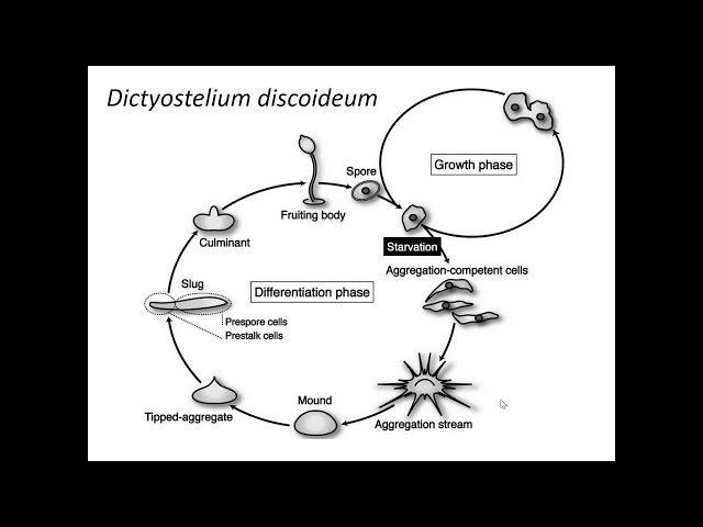 Dictyostelium Life Cycle