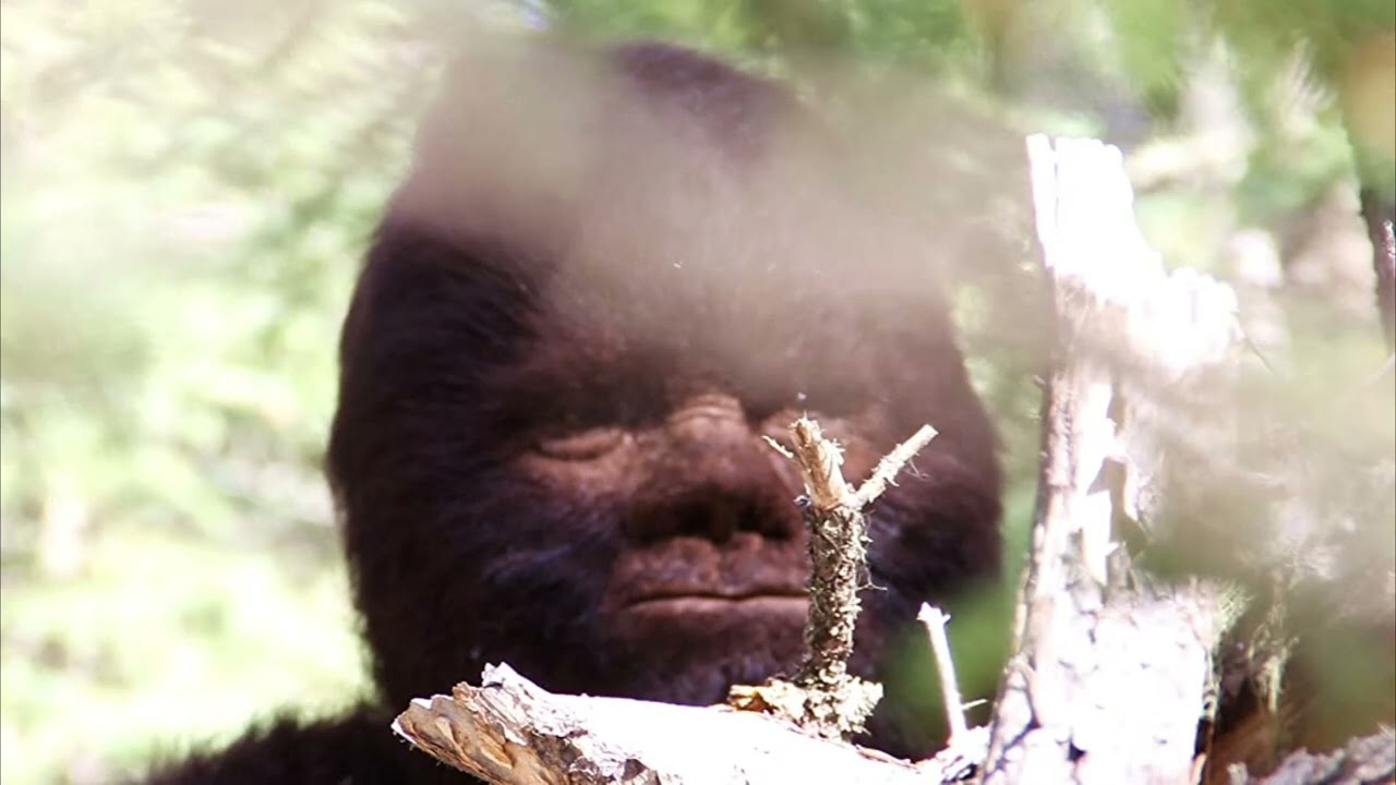 Possible Sasquatch Sounds 1a - YouTube