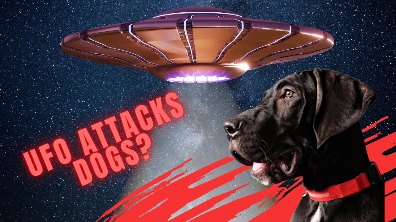 UFO Attacks Dogs? | The "Star of Wonder" UAP Encounter | Scary ...