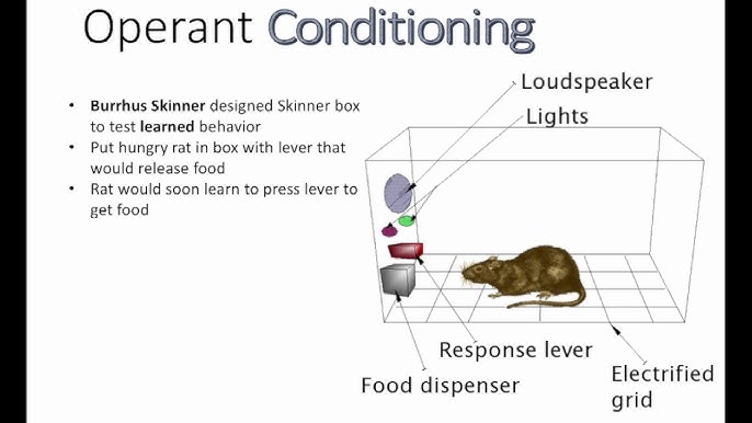 Operant Conditioning Theory Skinner Box VCE U4 Psychology