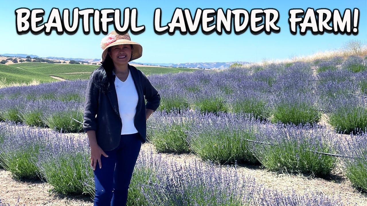 Visiting A Lavender Farm/ Hambly Lavender Farm - YouTube