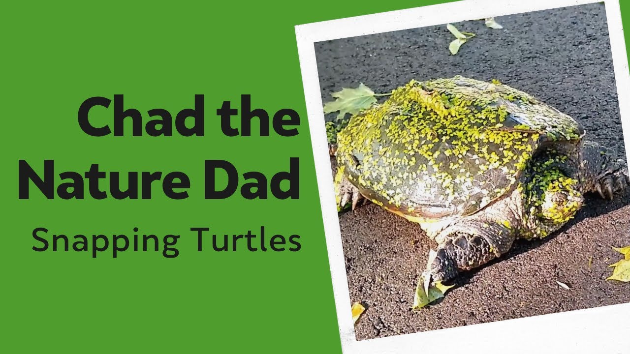 Chad the Nature Dad: Snapping Turtles - YouTube