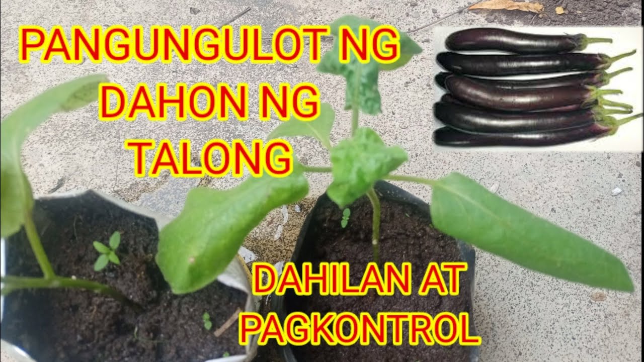 PAGKULOT NG DAHON NG TALONG ANO ANG DAHILAN AT PAANO MAKONTROL - YouTube