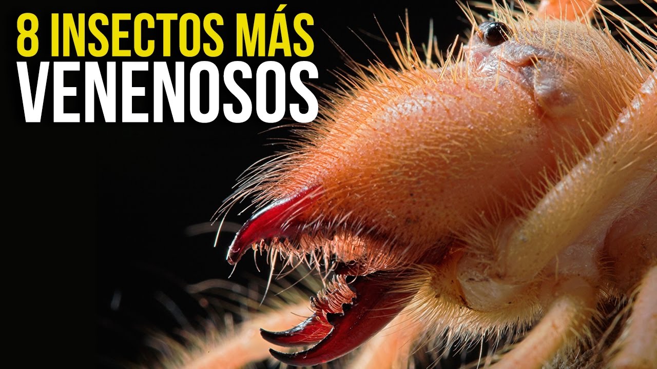 8 Insectos MÁS PELIGROSOS Del Mundo Mundial xD - YouTube
