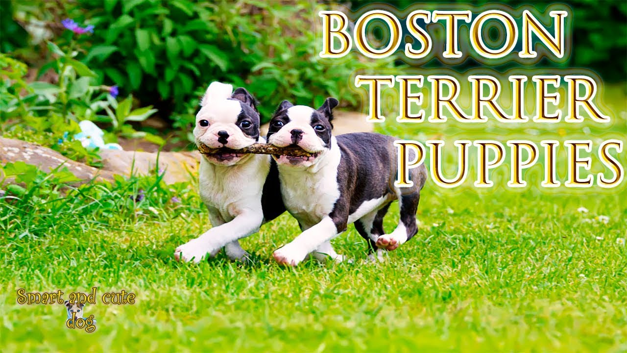 Puppies Boston Terrier love to play and have fun with the masters ...
