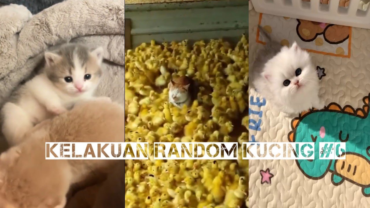 tingkah laku kucing yang lucu dan menggemaskan😺🐈| kumpulan video kucing #6 - YouTube
