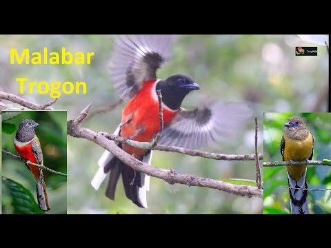 Malabar trogon in dense natural habitat of Eastern Ghats | Berbera ...