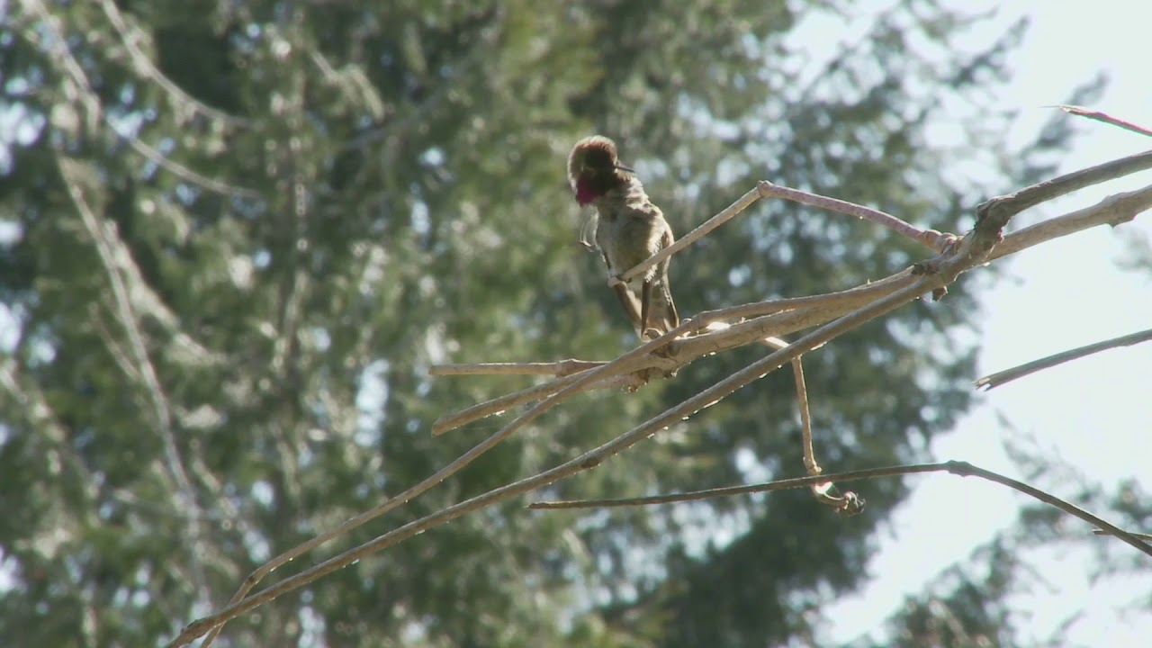 *Nenookaasi Nagamon* Ojibwe Hummingbird Song (Native American Music ...