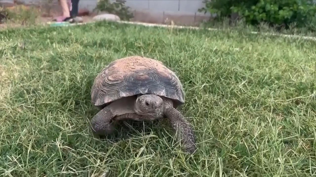 Have You Ever Heard of a ‘Lap Tortoise’? - YouTube