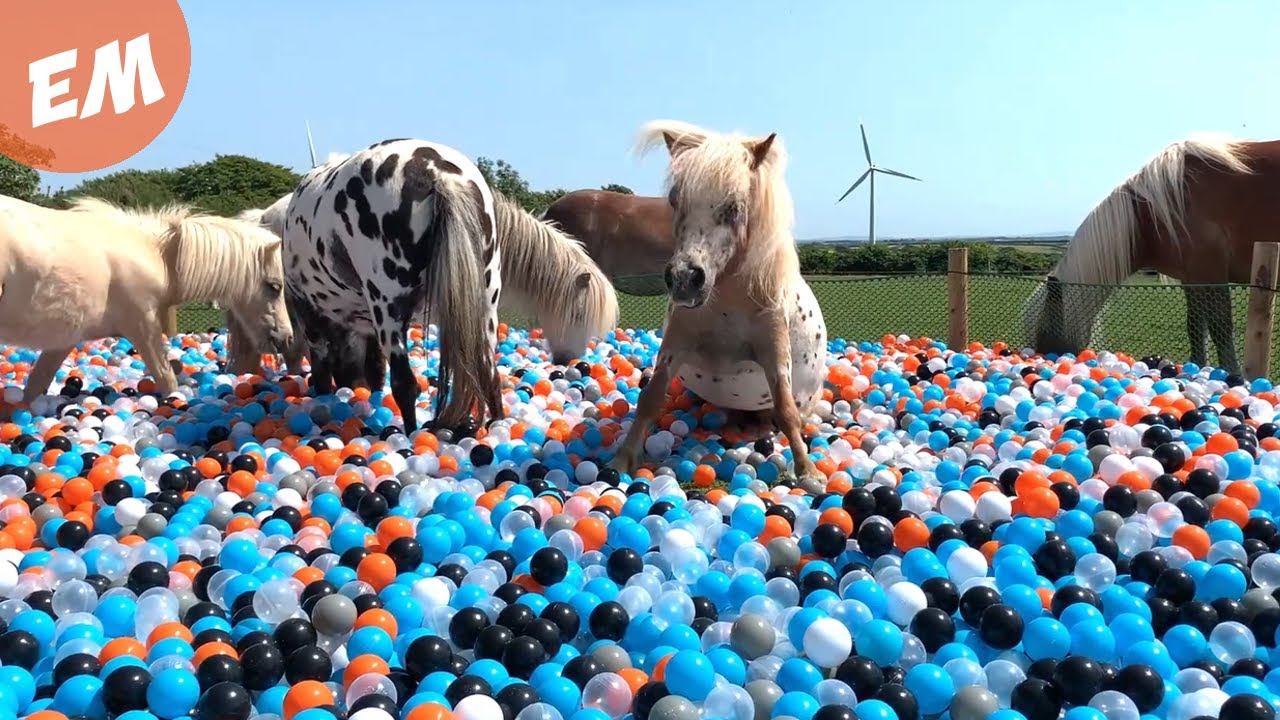 BALL POOL Surprise for my 11 Miniature PONIES! 30,000 BALLS - YouTube