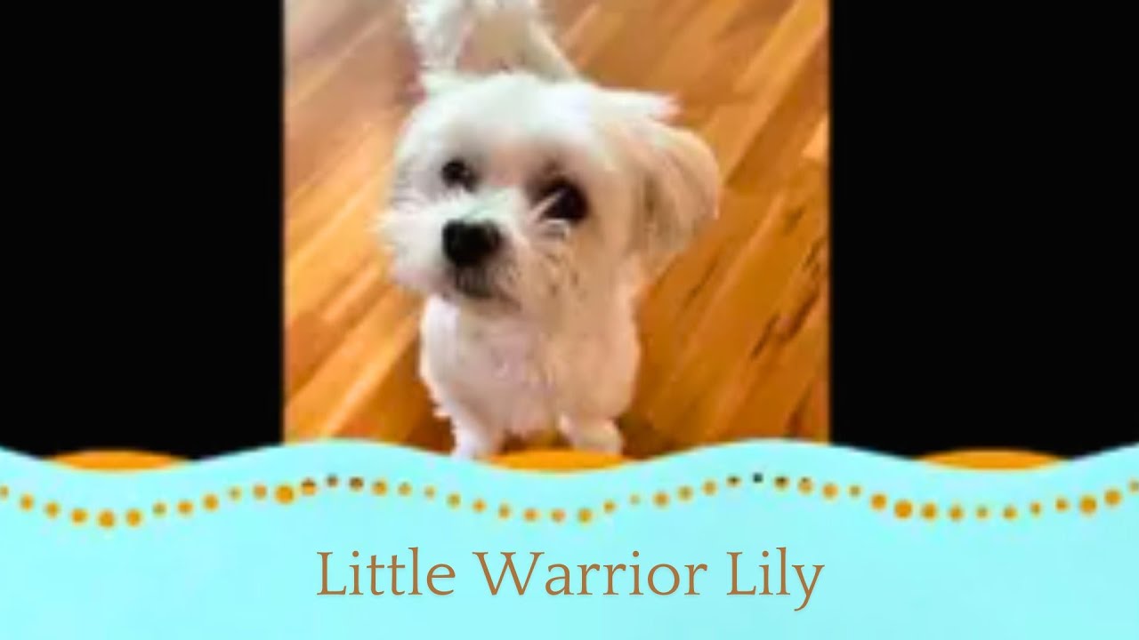 Little Warrior Lily (Full) - YouTube