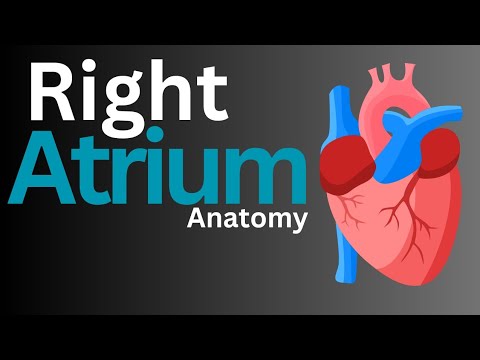 Right Atrium: External & internal features, Sulcus terminalis,crista ...