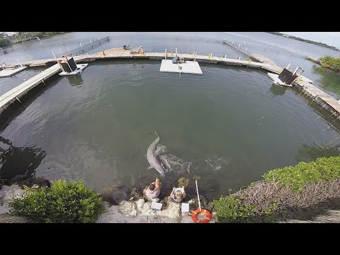 Dolphin cooperation experiment at The Dolphin Research Center - YouTube