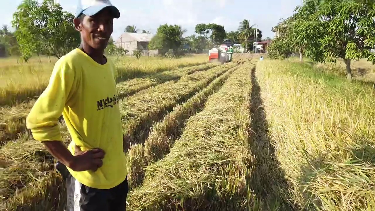 Amazing !!! New Technology for Harvesting Rice | Only in the ...