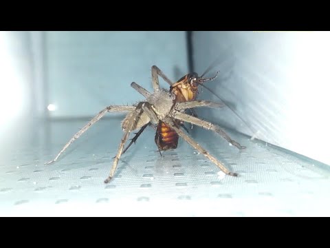Cockroach vs Spider. Spider hunting Cockroach #Cockroach #Spider - YouTube