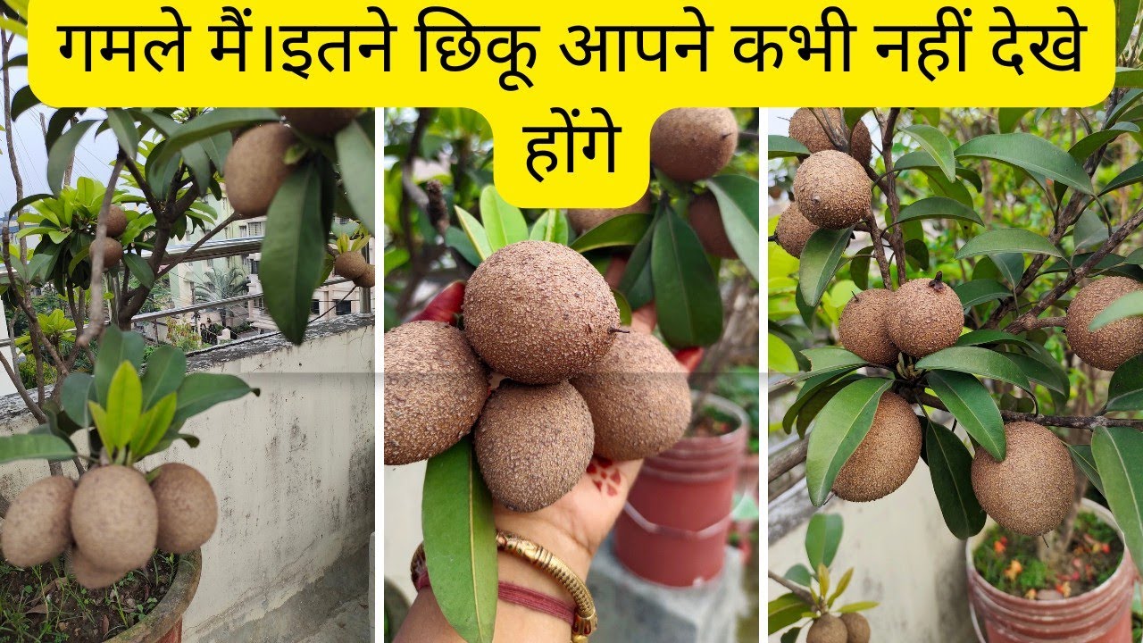 chiku/sapota/sapodilla/chikoo plant full of fruits in pot|update on ...
