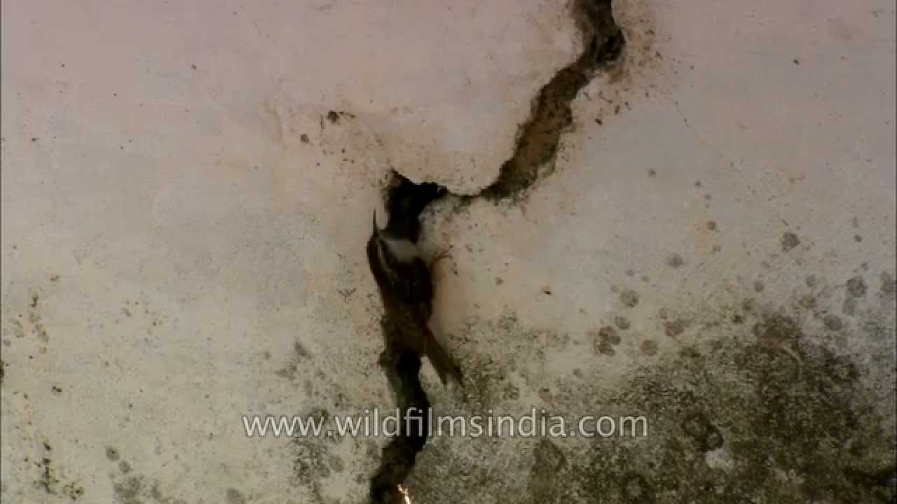 Himalayan Tree Creeper creeps along crack in wall - YouTube