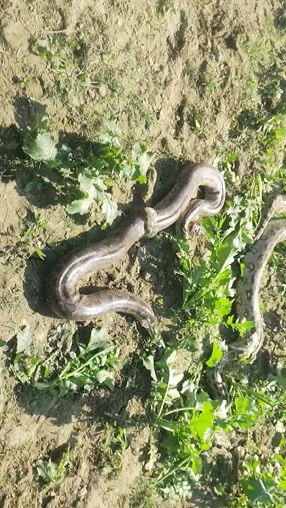 big python - YouTube