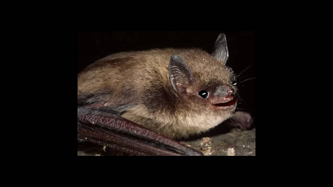 S3 - Little Bitty Big John - Sung by Little Brown Bat.mp4 - YouTube