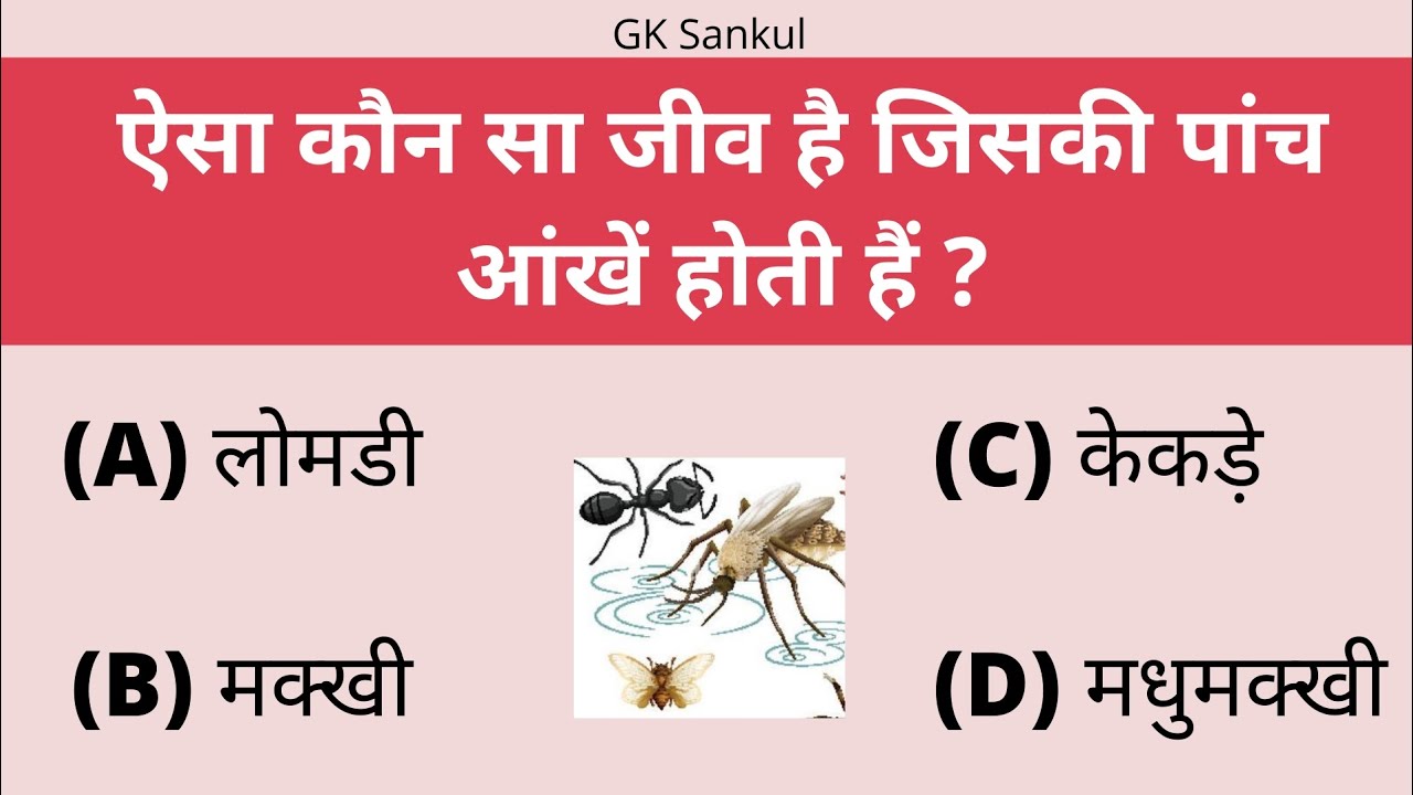 Basic GK questions|Basic general knowledge questions and answers|hindi simple gk Q&A #gk ...