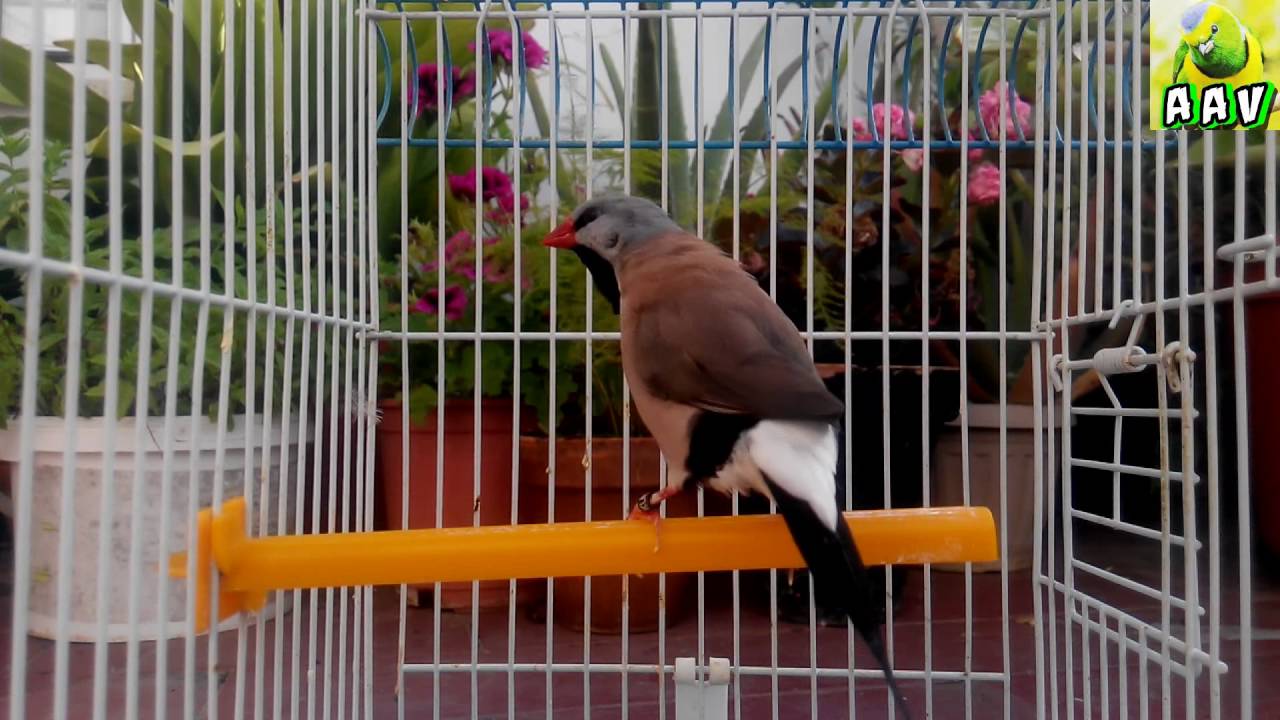 MI DIAMANTE BABERO DE COLA LARGA. || My Long-tailed finch - YouTube
