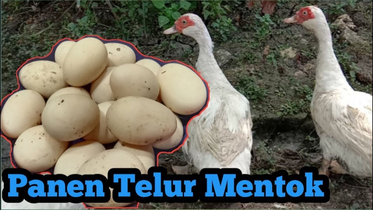 Panen telur entok - YouTube