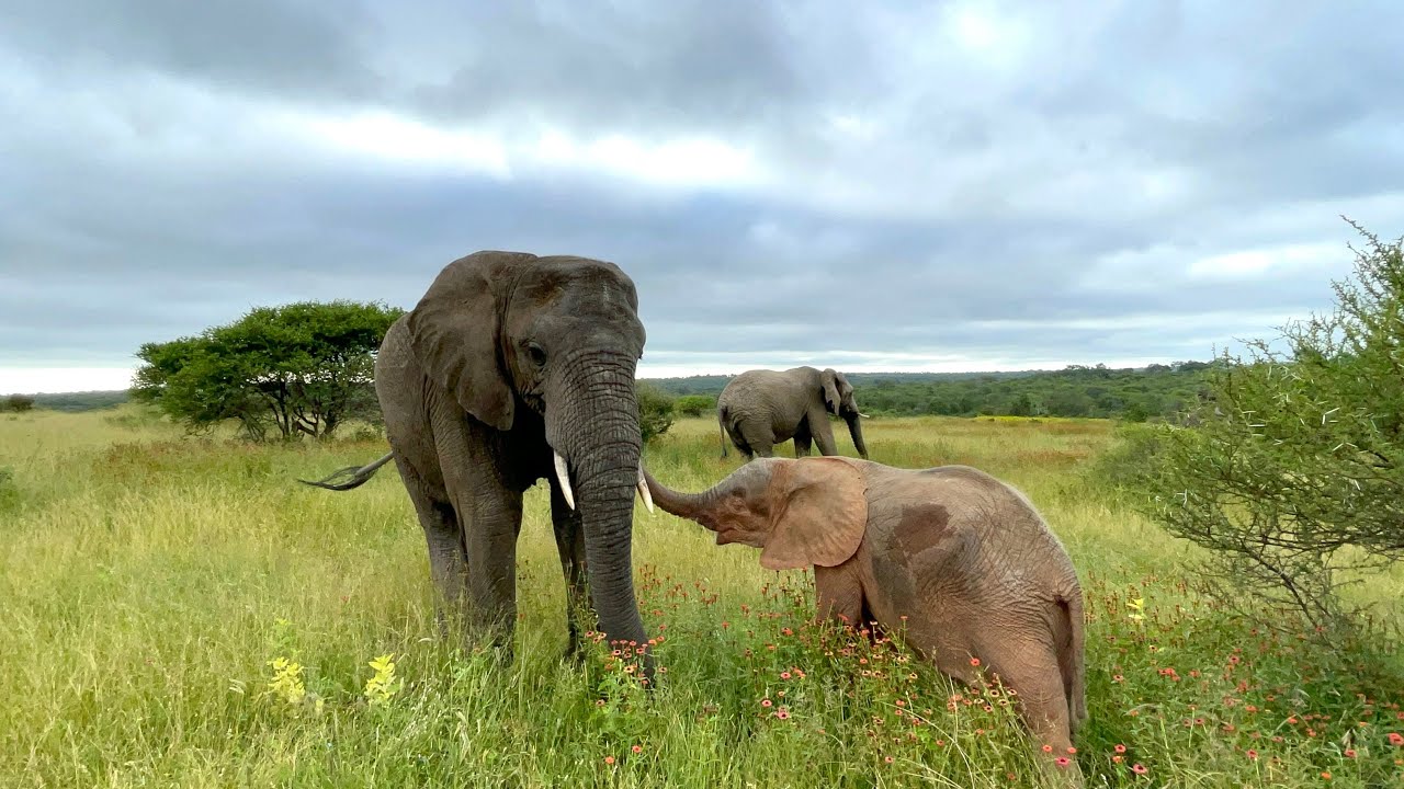 Timisa the Elephant Whale, Sebakwe the Head-Dunker & Sweet Khanyisa ...