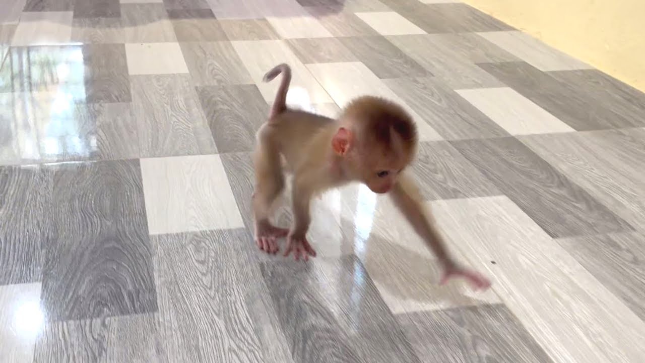 Baby Monkey Stages Of Walking - YouTube