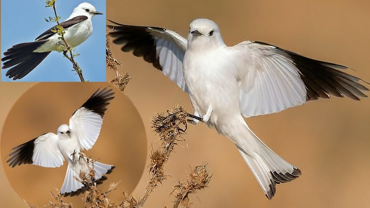 white monjita (Xolmis irupero) is a species of bird in the family ...