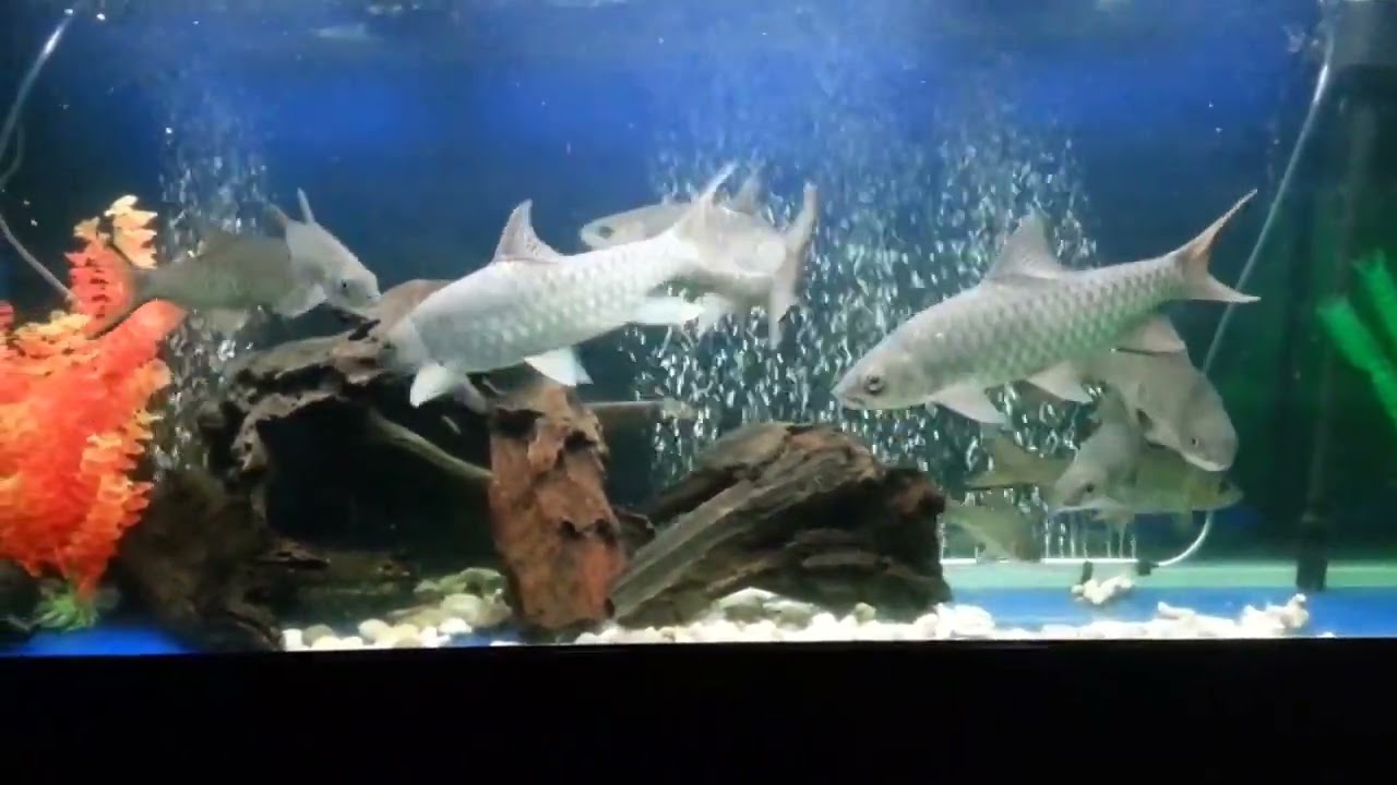 Aquarium with Kelah Merah & Sebarau - Mind Theraphy - YouTube