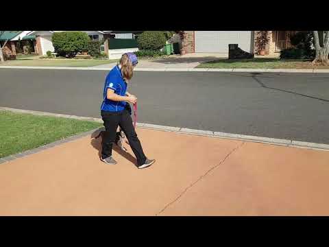 Puppy Training - Introduction to the Lead & Walking - YouTube