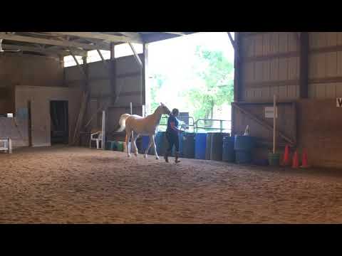 Amber Younce and Indy- All Breed Halter - YouTube