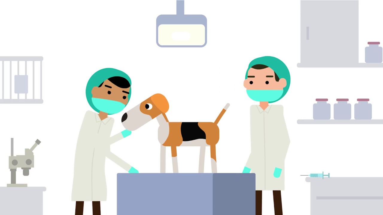 Discomfort in laboratory animals - YouTube