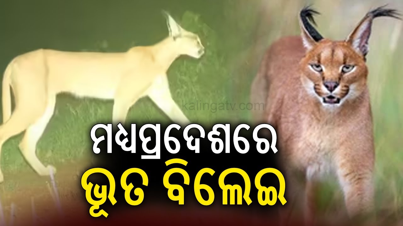 ମଧ୍ୟପ୍ରଦେଶରେ ଭୂତ ବିଲେଇ | India's most elusive & rare wild cat spotted ...