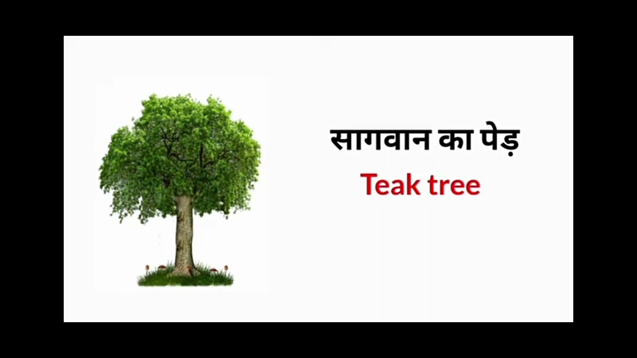 Tree Names In English And Hindi With Picture treenames tree-names-in-english-and-hindi-with-picture-treenames