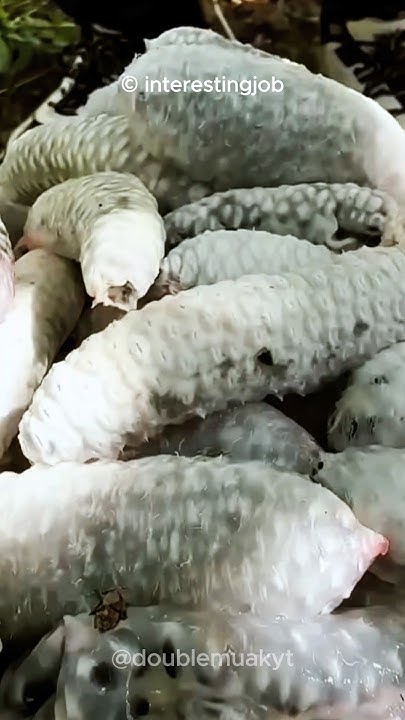 Akebia quinata or The Chocolate Vine Fruit 🍋🫒 - YouTube