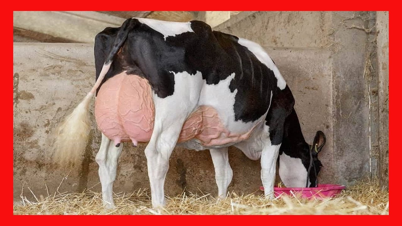 🔴 RAZA HOLSTEIN CARACTERISTICAS FUNCIONALES (Curso de Ganaderia Bovina ...