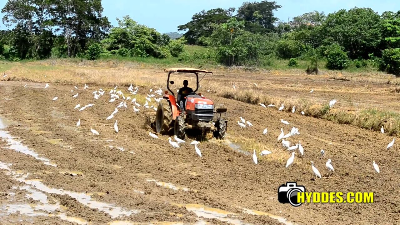 TRACTOR PREPARANDO LA TIERRA PARA SIEMBRA DE ARROZ - YouTube