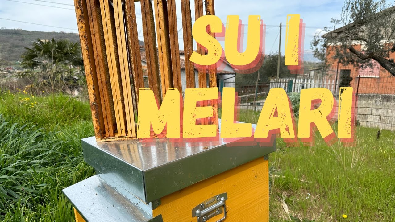 Apicoltura : Su con i melari !!! - YouTube