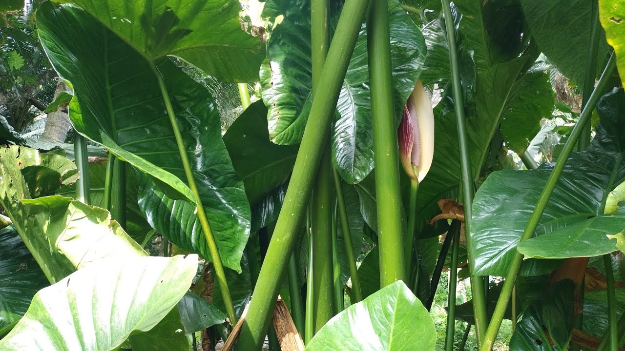 Giant Swamp Taro💚 - YouTube