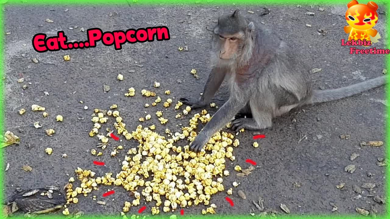 The monkey was eating popcorn on the street - YouTube