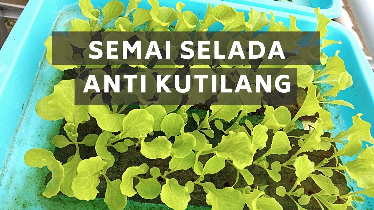 Semai Selada Hidroponik Anti Kutilang 0 hss - 15 hss - YouTube