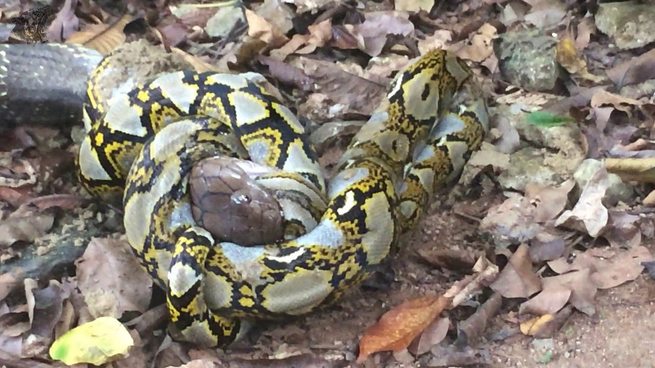 COBRA REAL SE DÁ MAL AO TENTAR ENGOLIR UMA PÍTON RETICULADA! - YouTube