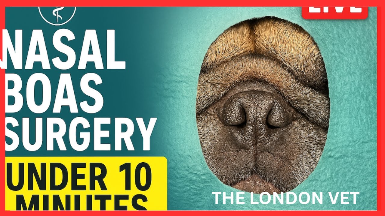 BOAS Nasal Surgery in Dogs | Corrective Procedure in Under 10 Minutes ...