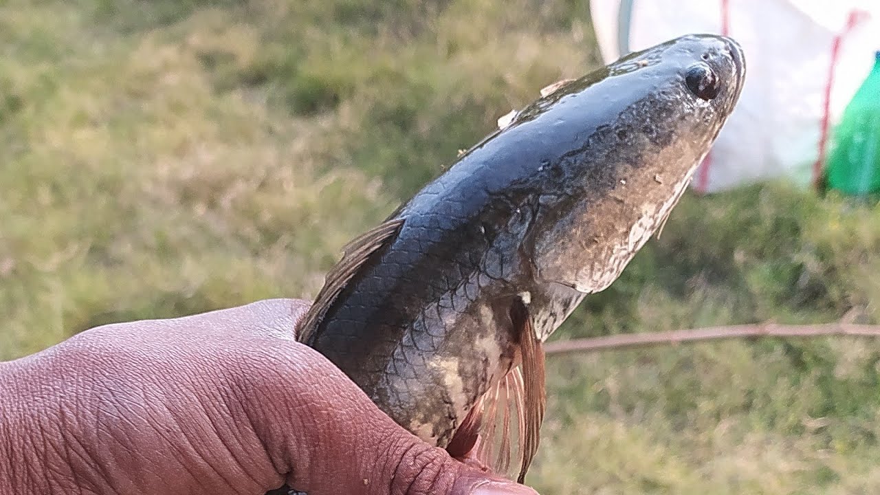 snakehead fish Hanting videos Telugu Korramenu pattadam Telugu - YouTube