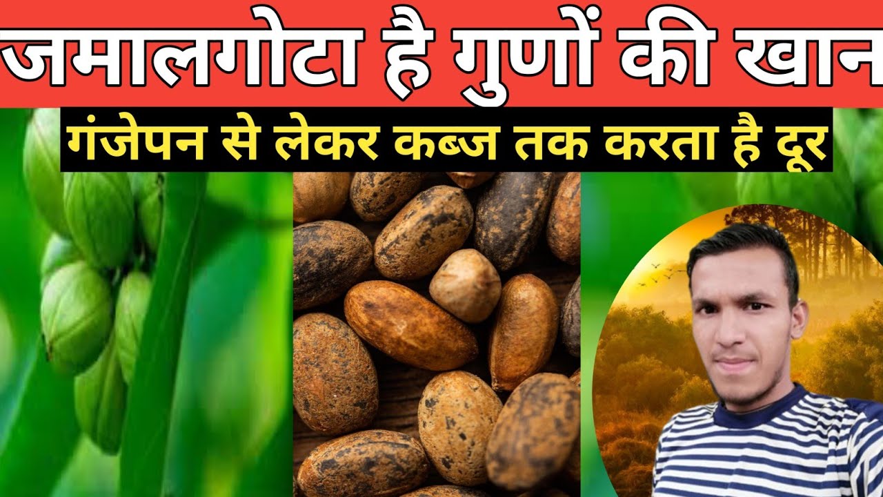 jamalgota Ke fayde bataen।। jamalgota Ke side effects Jamalgota ke Tel ...