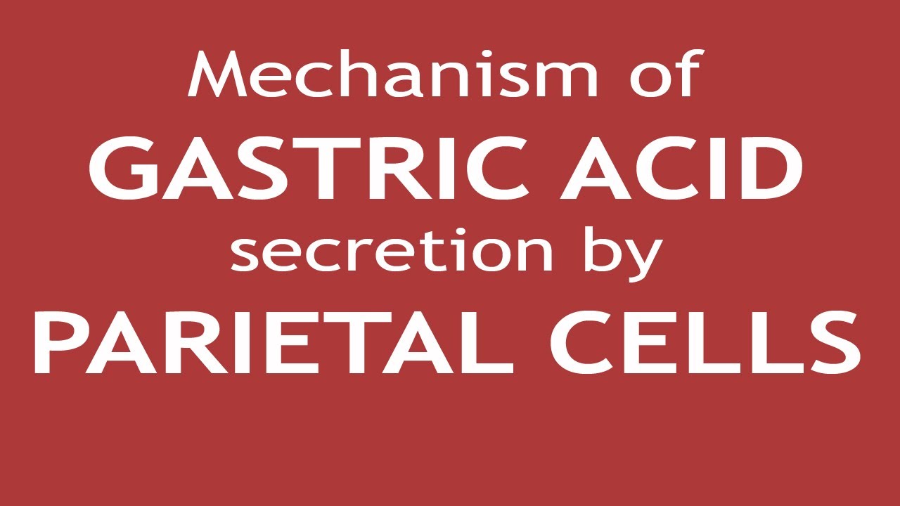 Mechanism of Gastric Acid secretion by Parietal Cells | Dr. Shikha ...