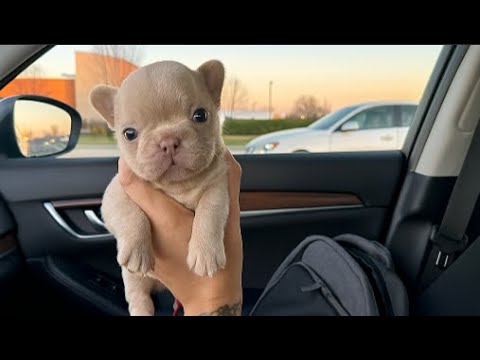 Tiny Frenchie With Hydrocephalus Looks Like a Real-Life Puppy Doll 💕🐶 ...