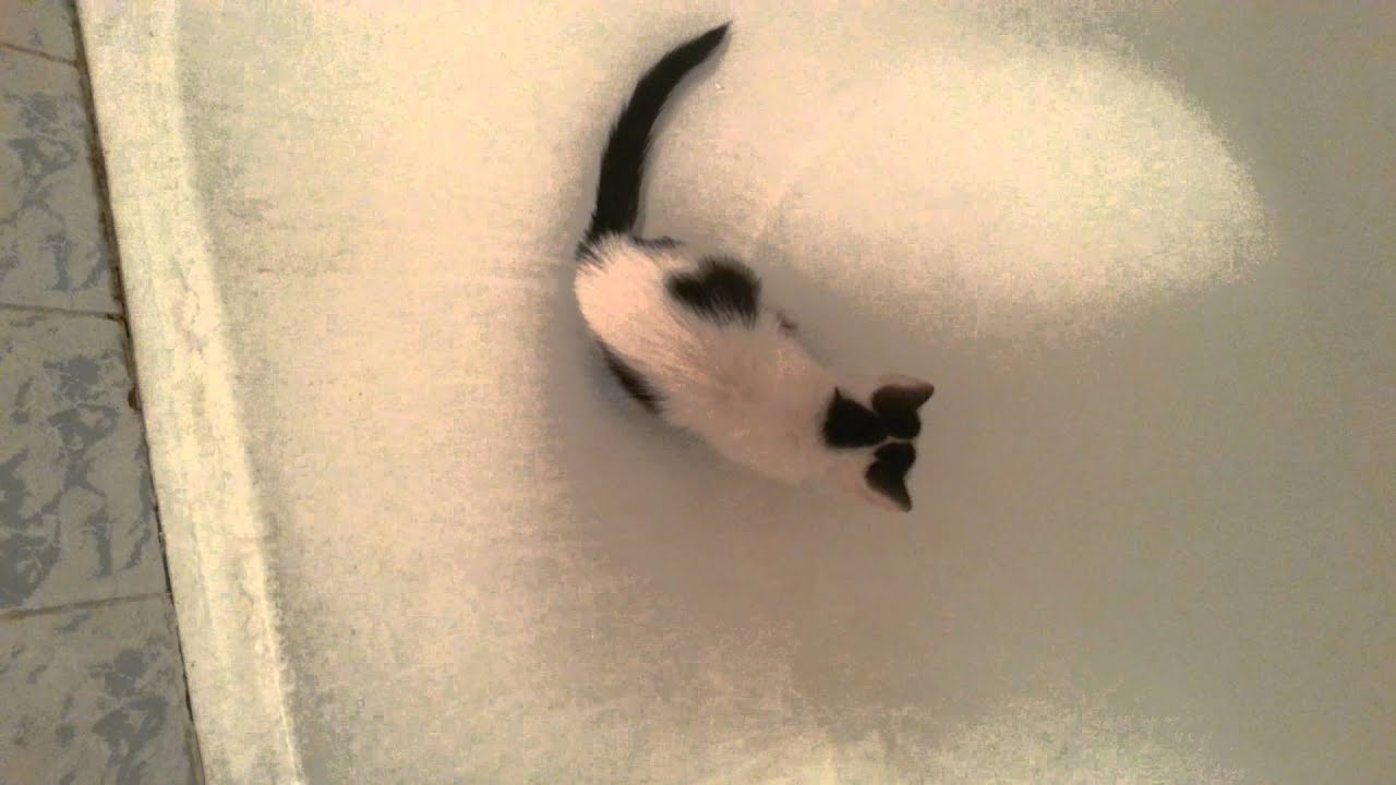 Batard de chat - YouTube