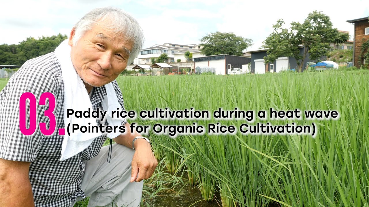 Mini Lecture 03. Paddy rice cultivation during a heat wave (Pointers for Organic Rice ...